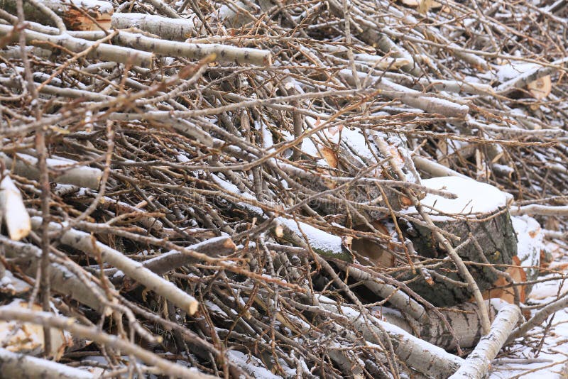 Sawn Wooden Logs and Small Twigs Stock Image - Image of snowflake ...