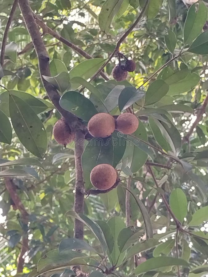 Sawo fruits food snack stock image. Image of berry, fruit - 253258583