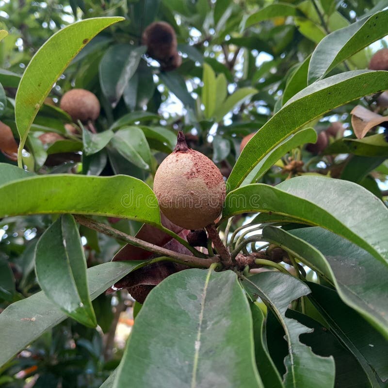 Sawo that& X27;s Name for this Fruit Stock Photo - Image of fruit, sawo ...