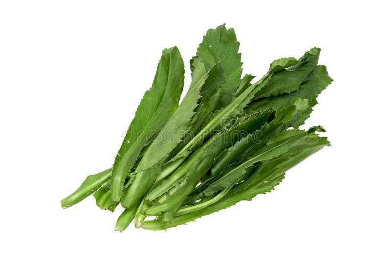 Sawtooth Herb on White Isolated Background Foto de Stock - Imagem de ...