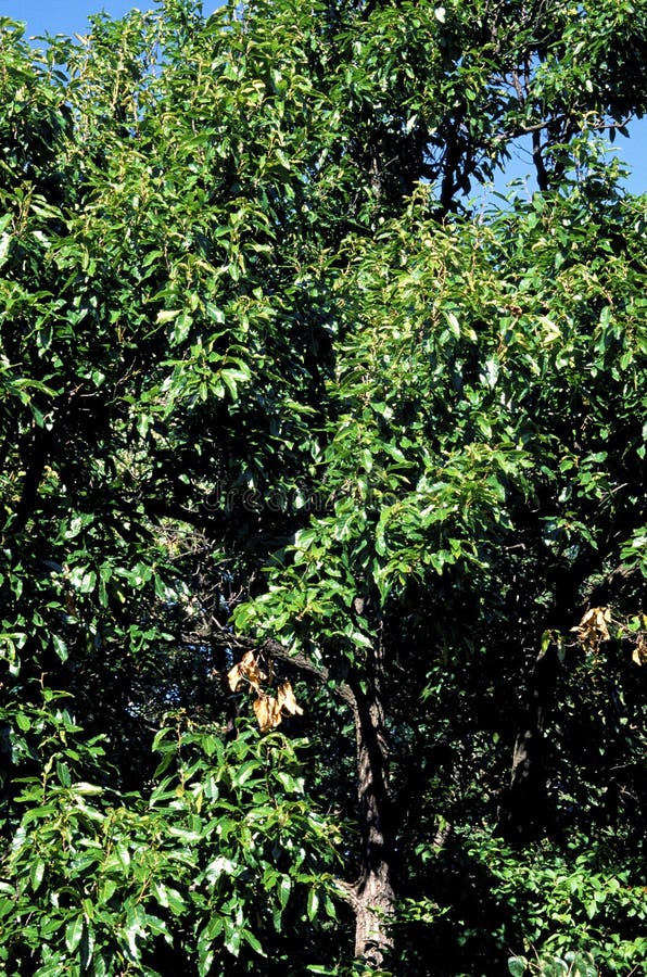 Sawtooth Oak 52624 stock image. Image of lisle, quercus - 198603867