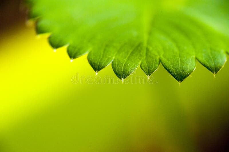 Sawtooth Shaped Leaf Feature Stock Photo - Image of shaped, grassiness ...