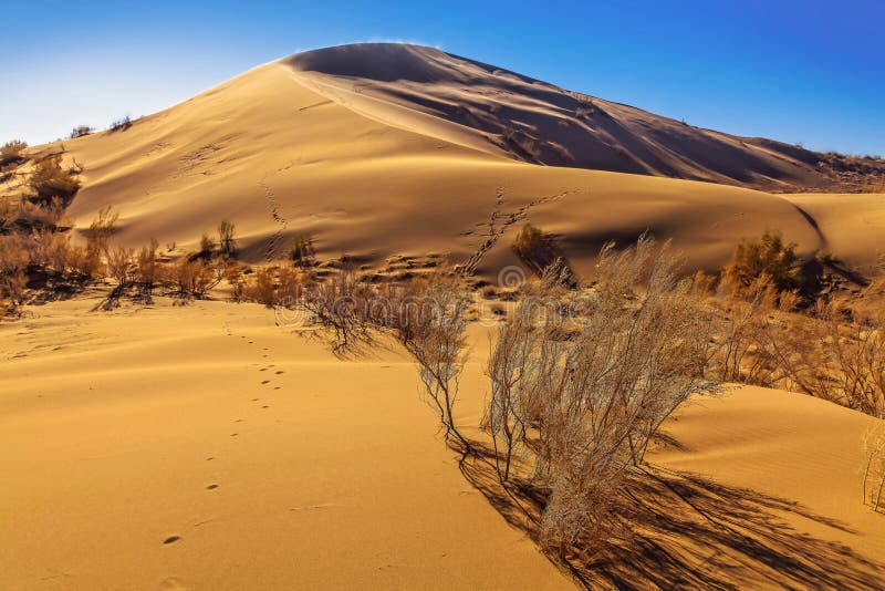 Kazakhstan Saksaul Auf Dem Hintergrund Der Berge Des Nationalen ...