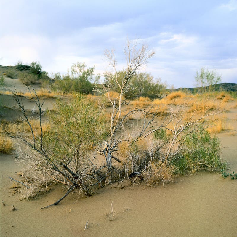 Haloxylon. Saxaul Tree In Desert, Spring Morning, Kazakhstan, Haloxylon ...