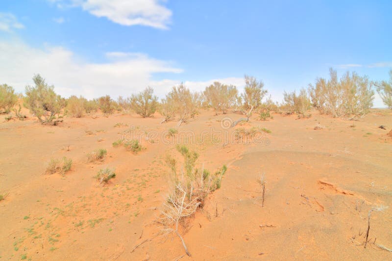Saxaul tree on Desert Gobi stock image. Image of haloxylon - 315937323