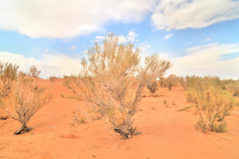 Saxaul tree on Desert Gobi stock image. Image of haloxylon - 315937331