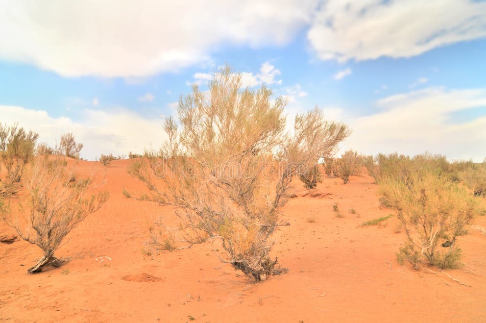 Saxaul tree on Desert Gobi stock image. Image of haloxylon - 315937331