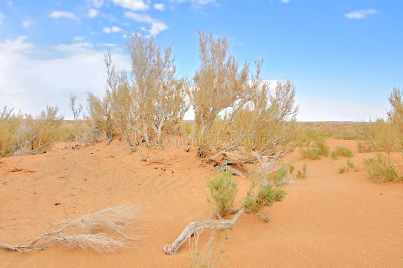 Saxaul tree on Desert Gobi editorial image. Image of asia - 315937340