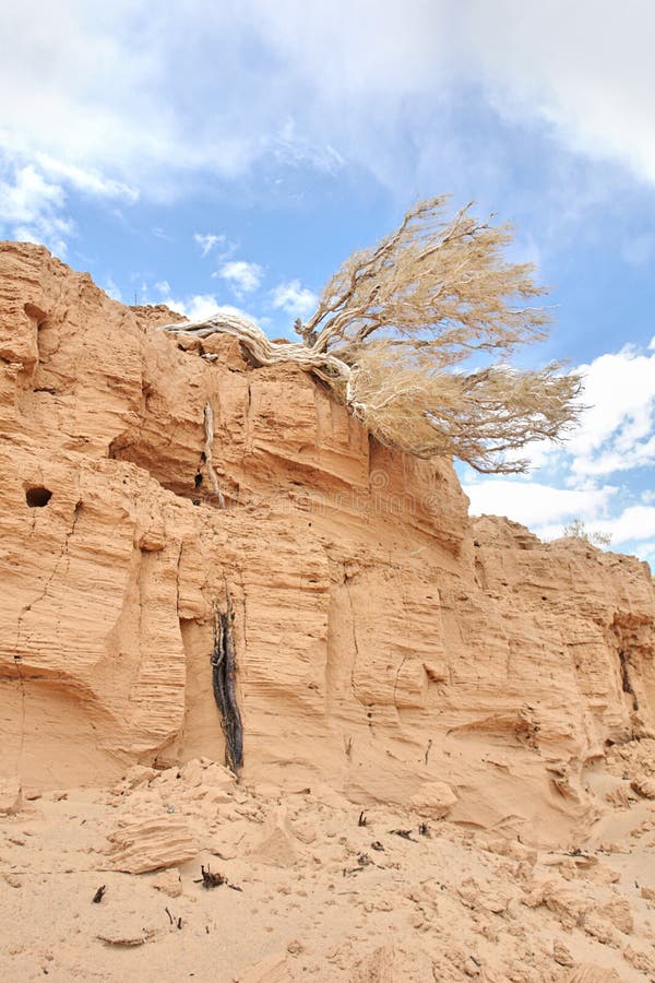 Saxaul tree on Desert Gobi stock photo. Image of shrub - 315937416