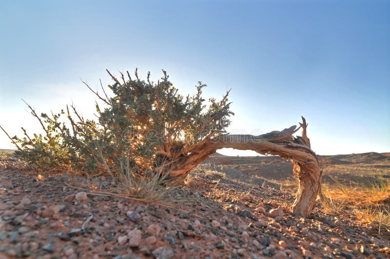 Saxaul tree on Desert Gobi stock image. Image of plant - 315937485