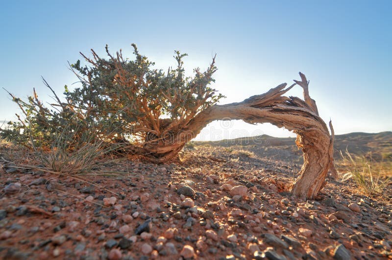 Saxaul tree on Desert Gobi stock image. Image of ammodendron - 315937511