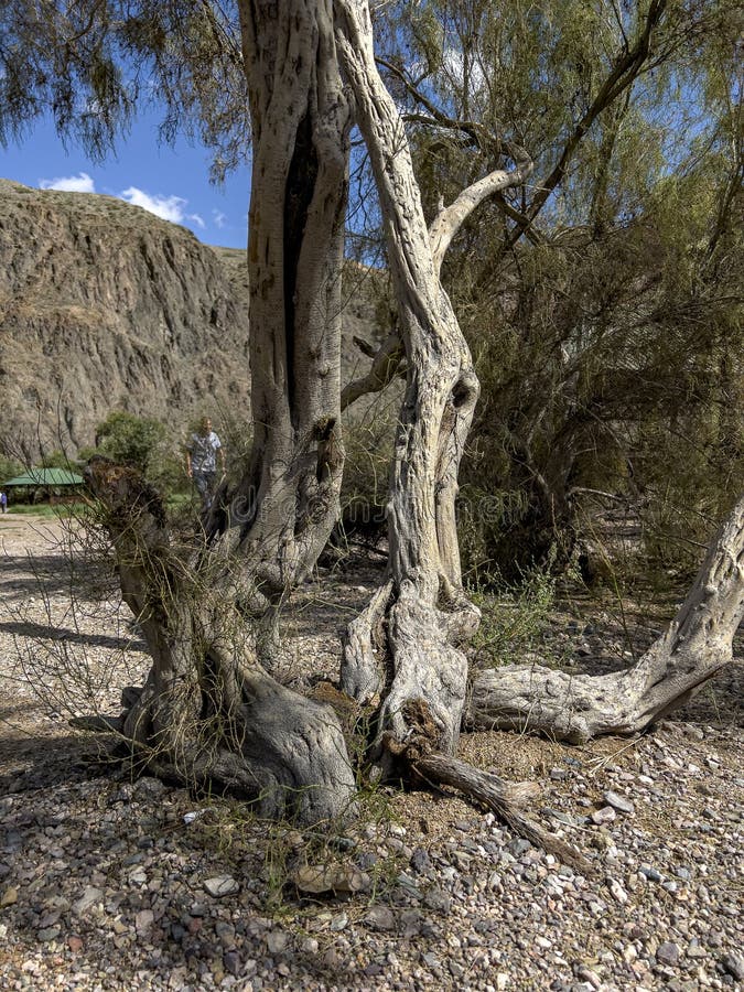 The Saxaul Tree Grows in a Desert Area Stock Photo - Image of plain ...