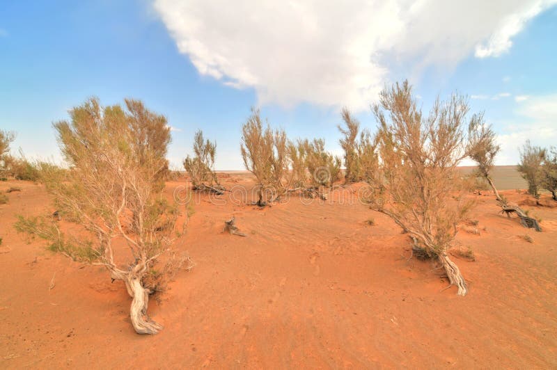 Saxaul tree on Desert Gobi stock image. Image of tree - 315937369