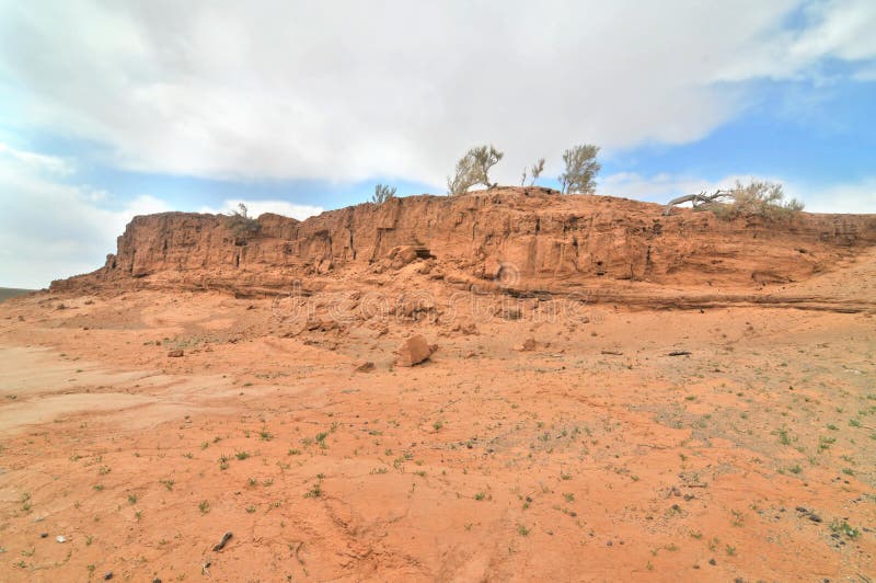 Saxaul tree on Desert Gobi stock image. Image of shrub - 315937525