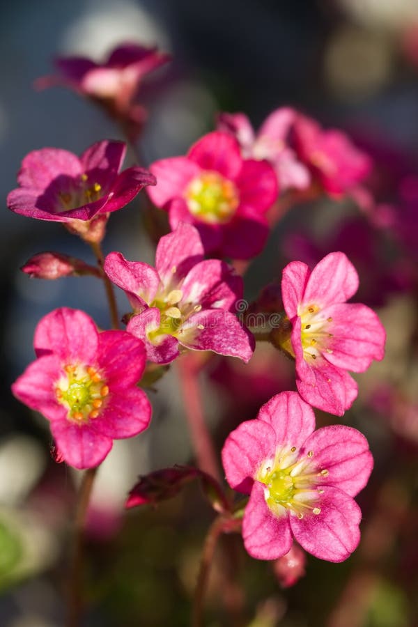 Saxifraga rosacea stock image. Image of vertical, outdoors - 14274557