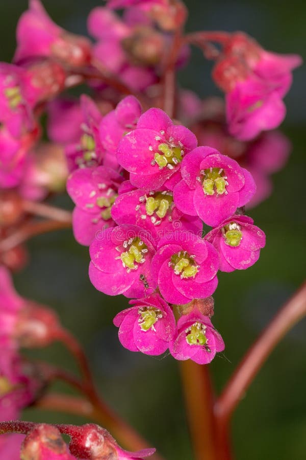 Saxifrage close up stock photo. Image of color, flower - 87656210