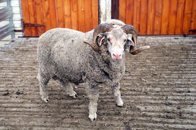Saxon Merino Ram stock image. Image of mammal, agriculture - 34059595