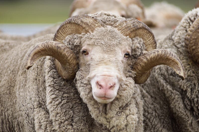 Saxon Merino Ram stock image. Image of mammal, agriculture - 34059595