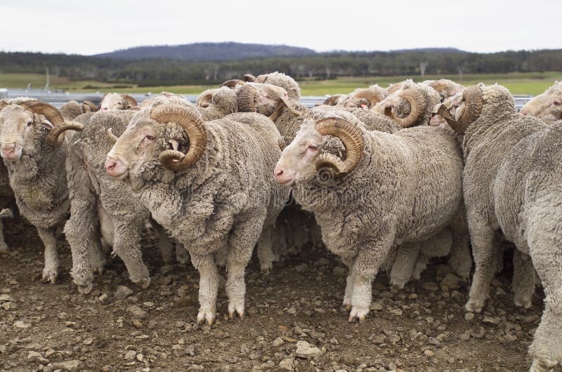 Saxon Merino Ram stock photo. Image of sheep, livestock - 34059606