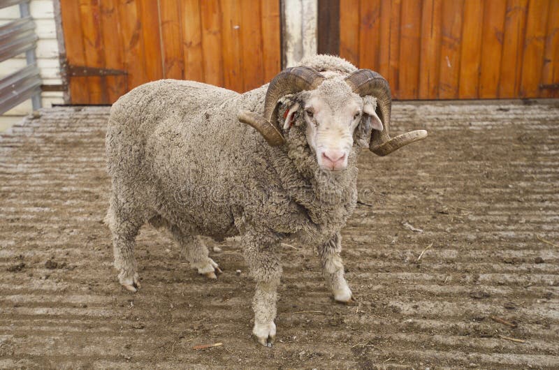 Saxon Merino Ram stock photo. Image of rural, agriculture - 8851352