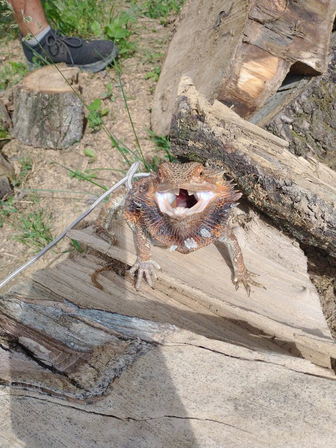 Say Ahhh stock photo. Image of teeth, wild, sunning, mama - 43236922