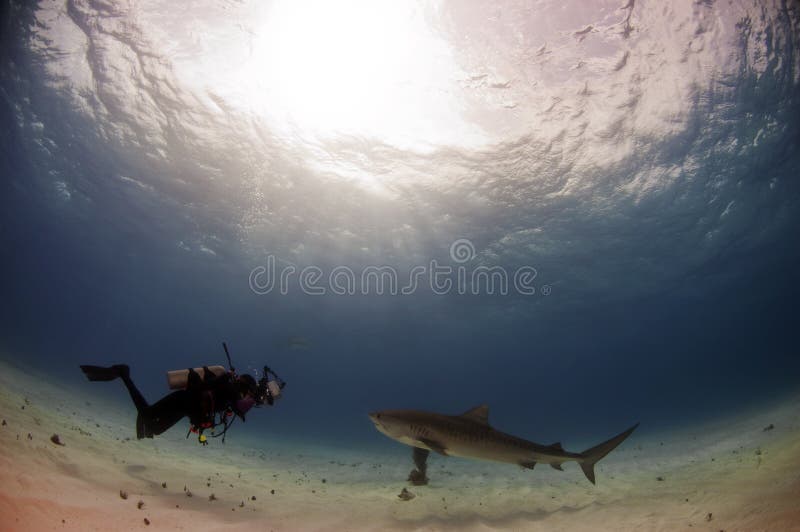 Say Cheese stock image. Image of waves, saltwater, underwater - 18465785