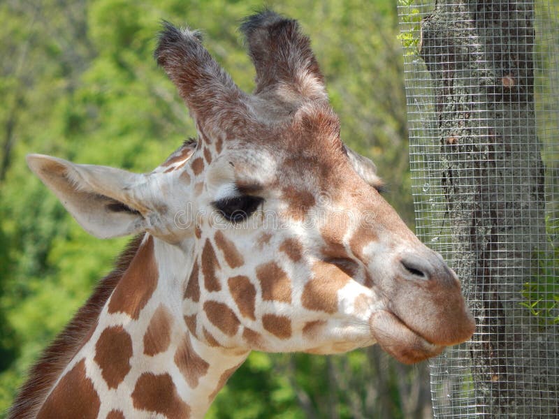Say Cheese Giraffe Stock Photos - Free & Royalty-Free Stock Photos from ...