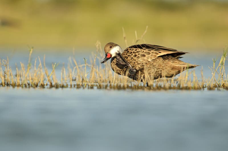 Say hello stock photo. Image of natural, pond, bahamensis - 53594284