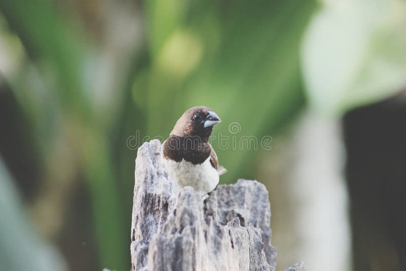 Say hello to wildlife stock photo. Image of hello, bird - 204967782