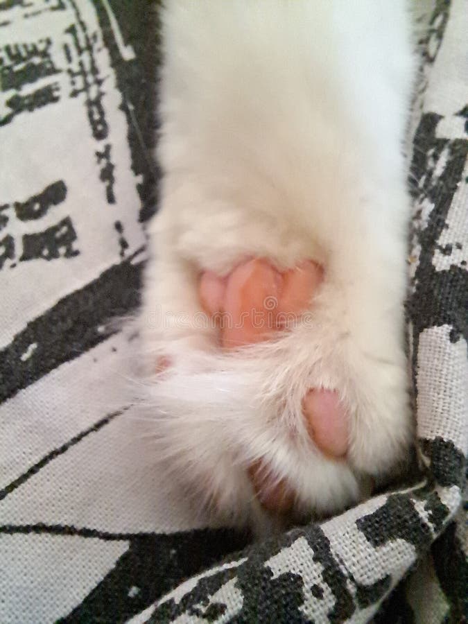 Say hello with your paw stock photo. Image of hello - 332432088