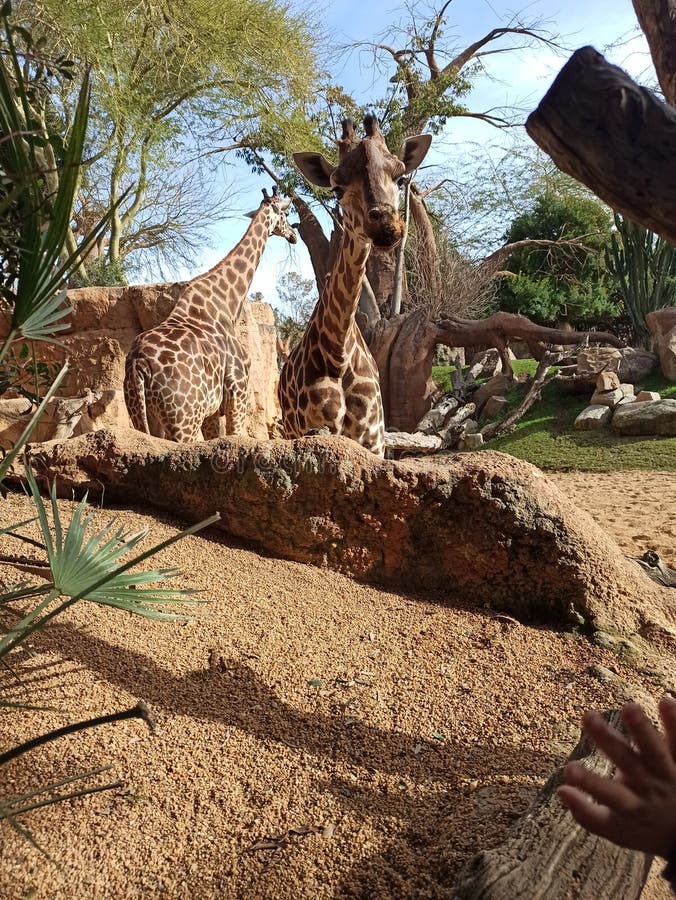 Say Hi To the Camera, Giraffe. Stock Image - Image of woodland ...