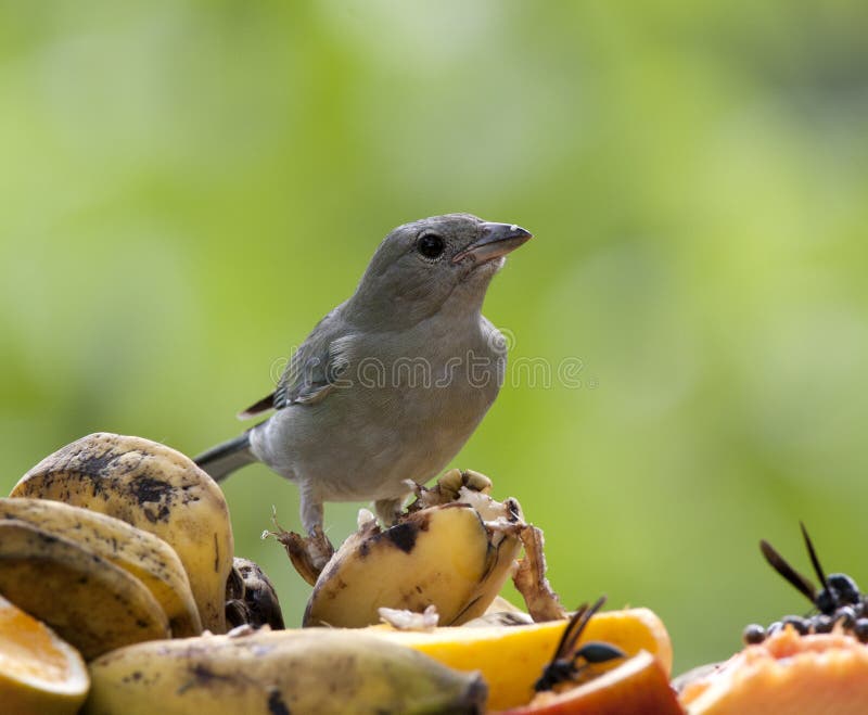 Sayacatangare, Sayaca Tanager, Tangara Sayaca Stock Image - Image of ...