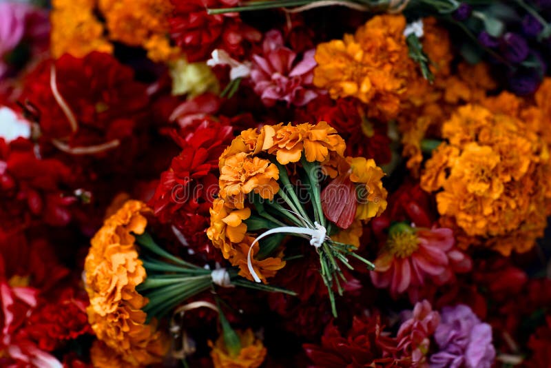 Sayapatri stock photo. Image of growing, nature, moss - 44416246