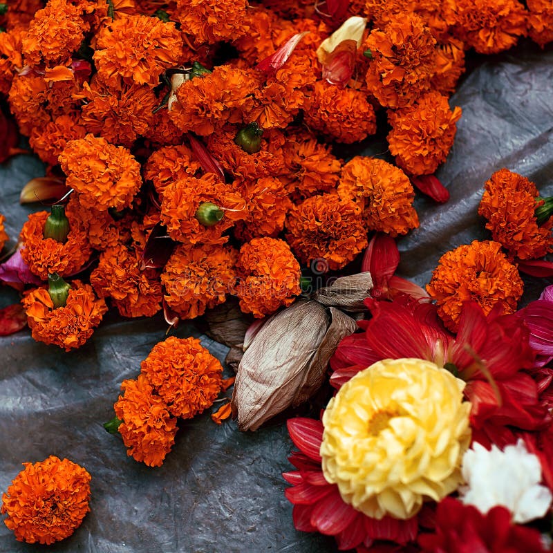 Sayapatri stock photo. Image of pudja, flowers, nepal - 44417404