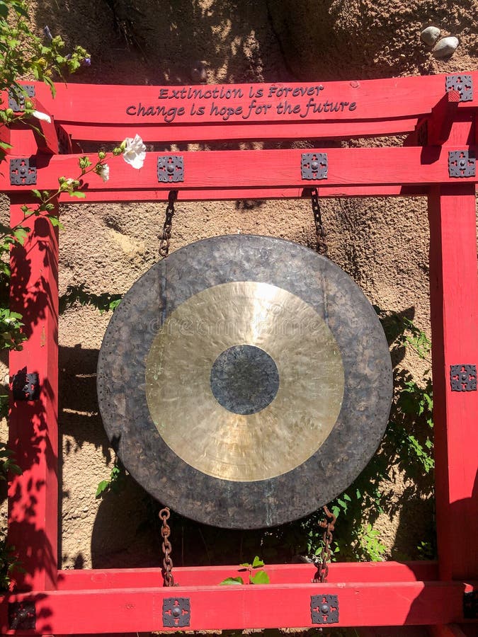 Chinese gong pear stock image. Image of juicy, ripened - 6092561