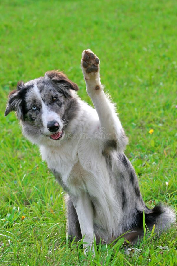 Saying hi stock photo. Image of look, canine, appeal, portrait - 1313344