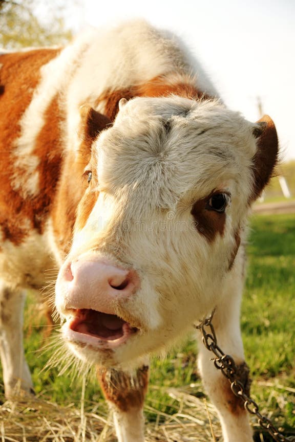 Says moo stock photo. Image of clear, clean, nose, tags - 14284250