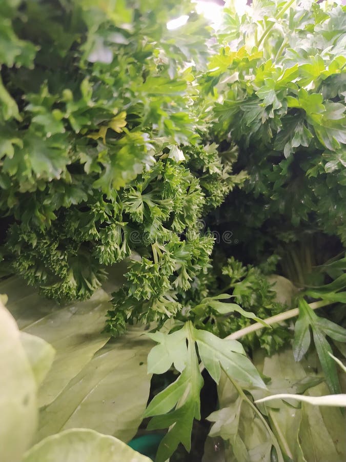 Leafs and Vegetables stock image. Image of green, leaf - 211151059