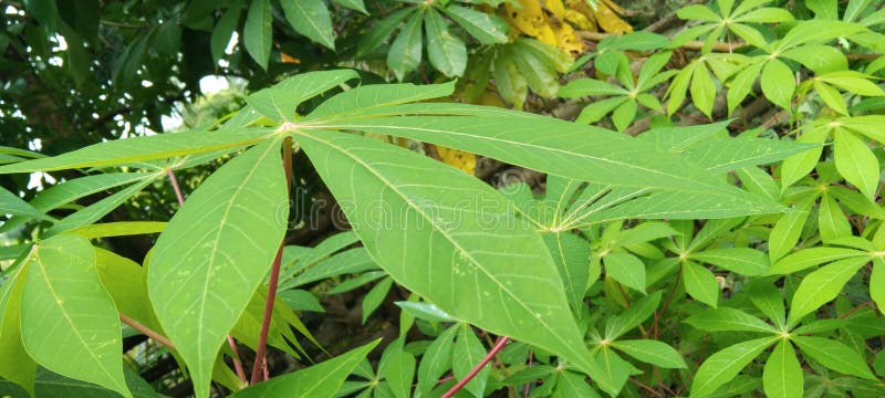 Sayur, Sayur Mayur, Sayuran, Sayur Campur, Mengenal Sayur Sayuran ...
