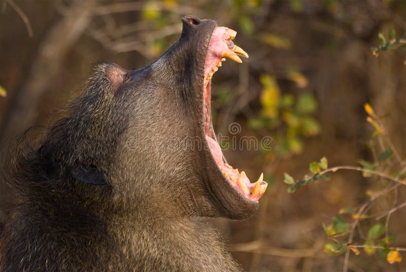 Sbadiglio del babbuino immagine stock. Immagine di africa - 10632569