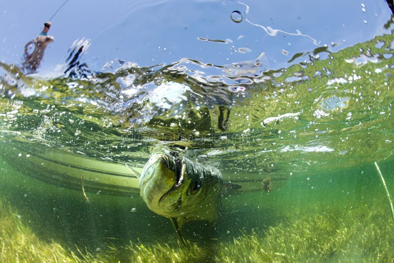 Sbarcando Un Tarpone Da Una Barca - Underwater Fotografia Stock ...