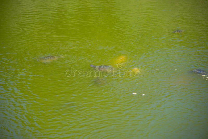 Turtle in the Lake in Kassandra in the Summer Stock Image - Image of ...