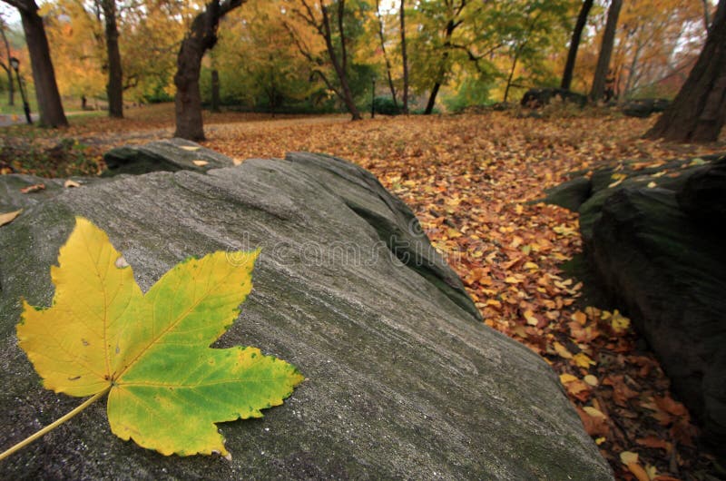 Potiron simple d'automne image stock. Image du centrales - 23426467