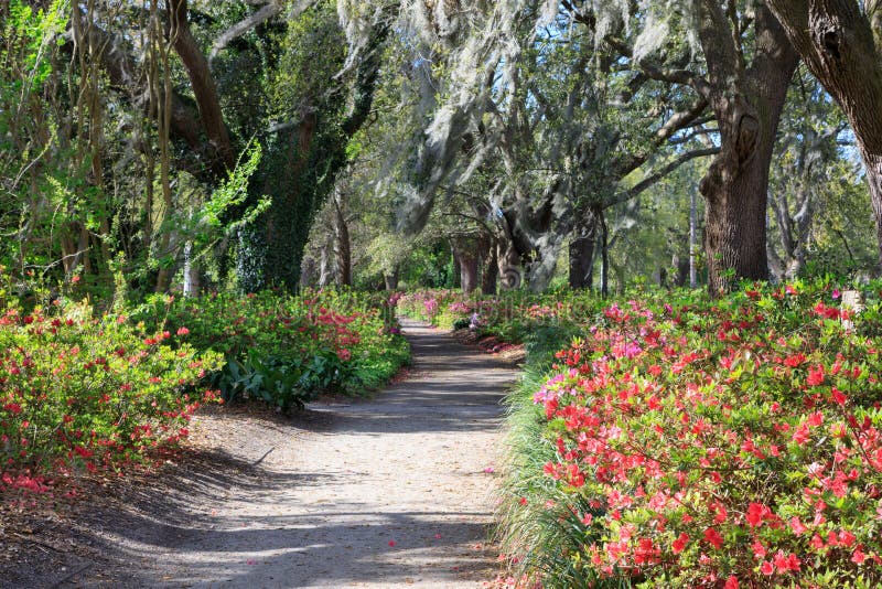 SC Hampton Park Walking Trail De Charleston Imagem de Stock - Imagem de ...
