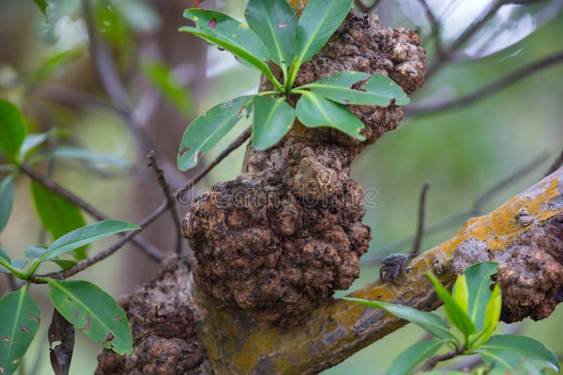 Scab Wart Growth on Mangrove Trees Stock Image - Image of bokeh, scab ...