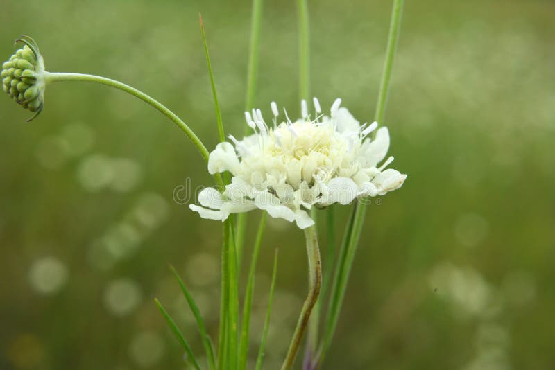 Scabiosa Ochroleuca Grows in Nature Stock Image - Image of growth ...