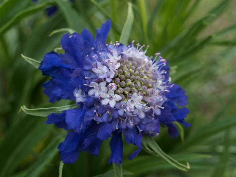Mourning Bride (Scabiosa Atropurpurea) Stock Image - Image of garden ...