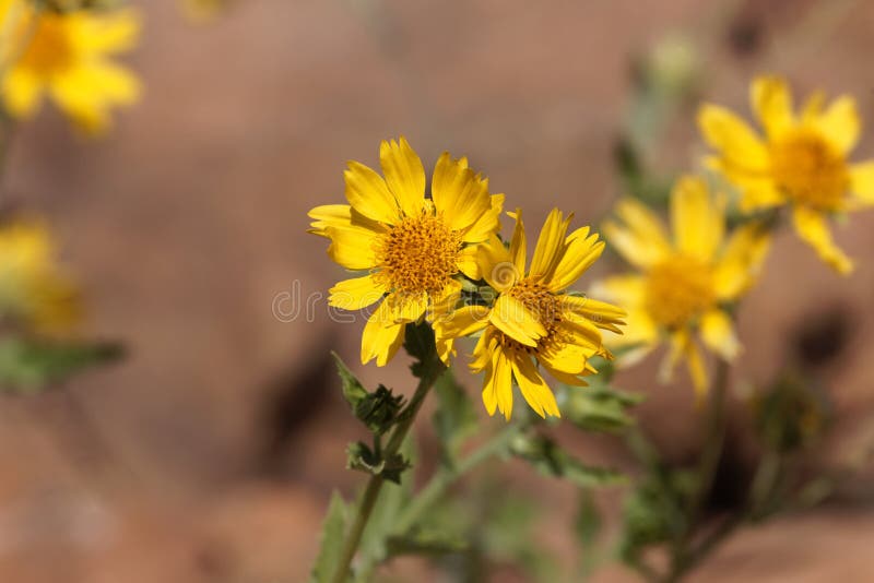 Scabra Di Guizotia Della Pianta Di Ramtilla Fotografia Stock - Immagine ...
