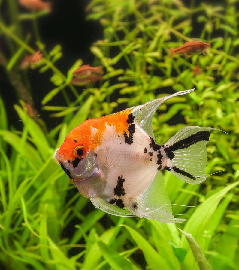 Poissons D'aquarium De Scalare De Pterophyllum De Scalaire De Koi D ...