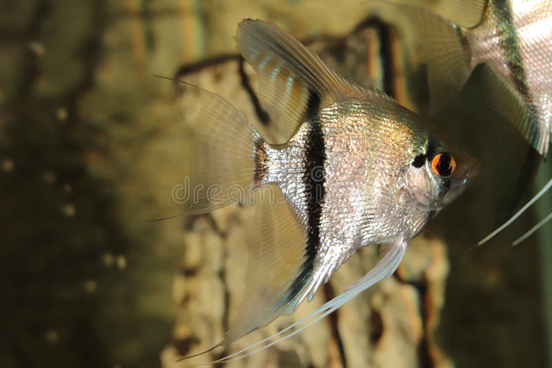 Scalar Anglefish. Aquarium Macro Closeup Background Stock Image - Image ...